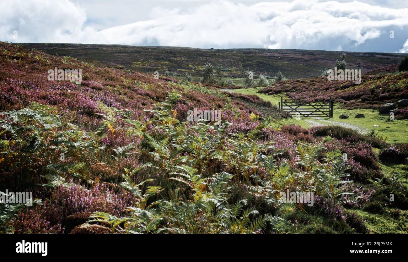 Yorkshire moors landscape hi-res stock photography and images - Alamy