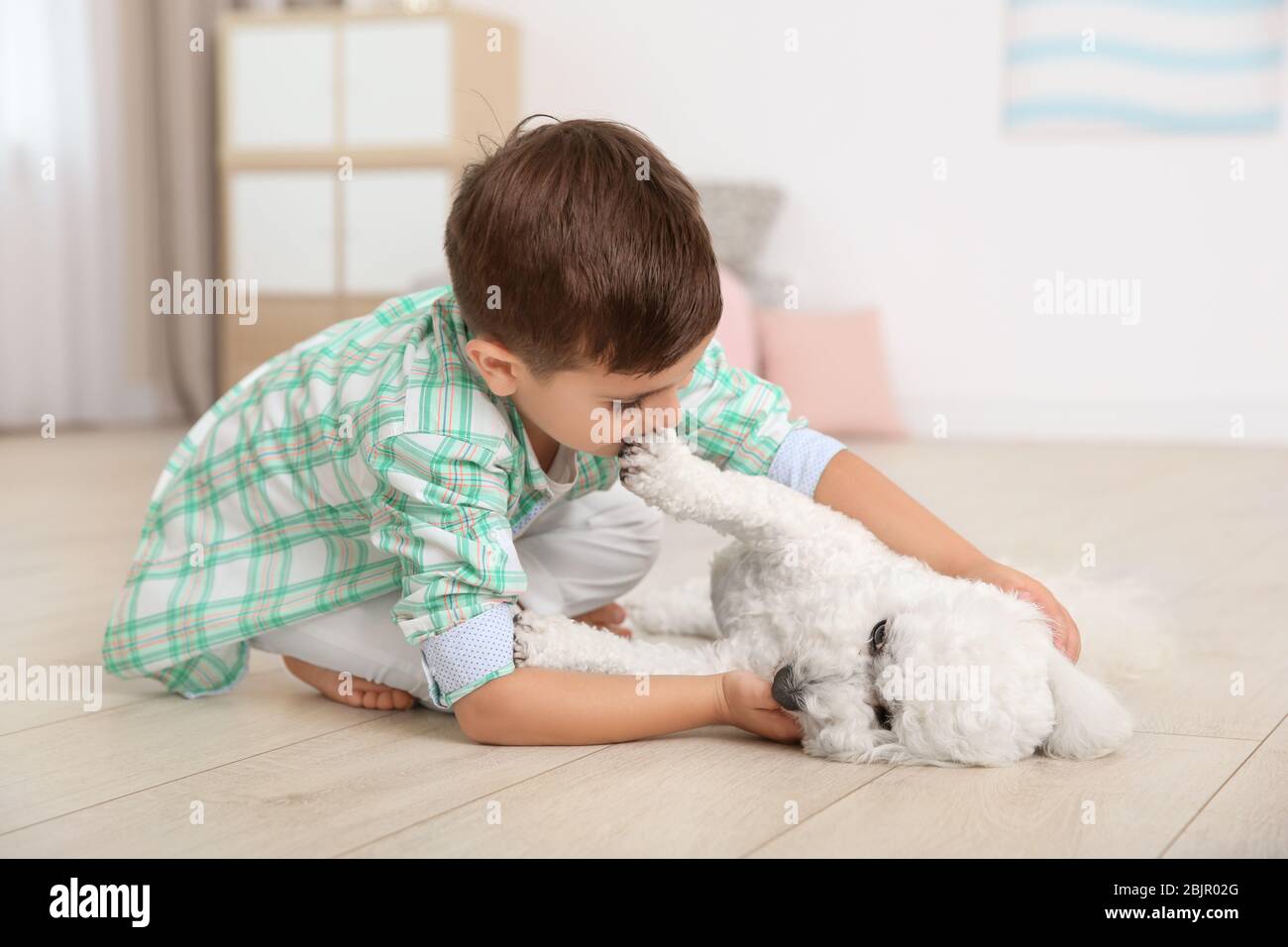 Little boy and bichon frise dog playing at home Stock Photo - Alamy