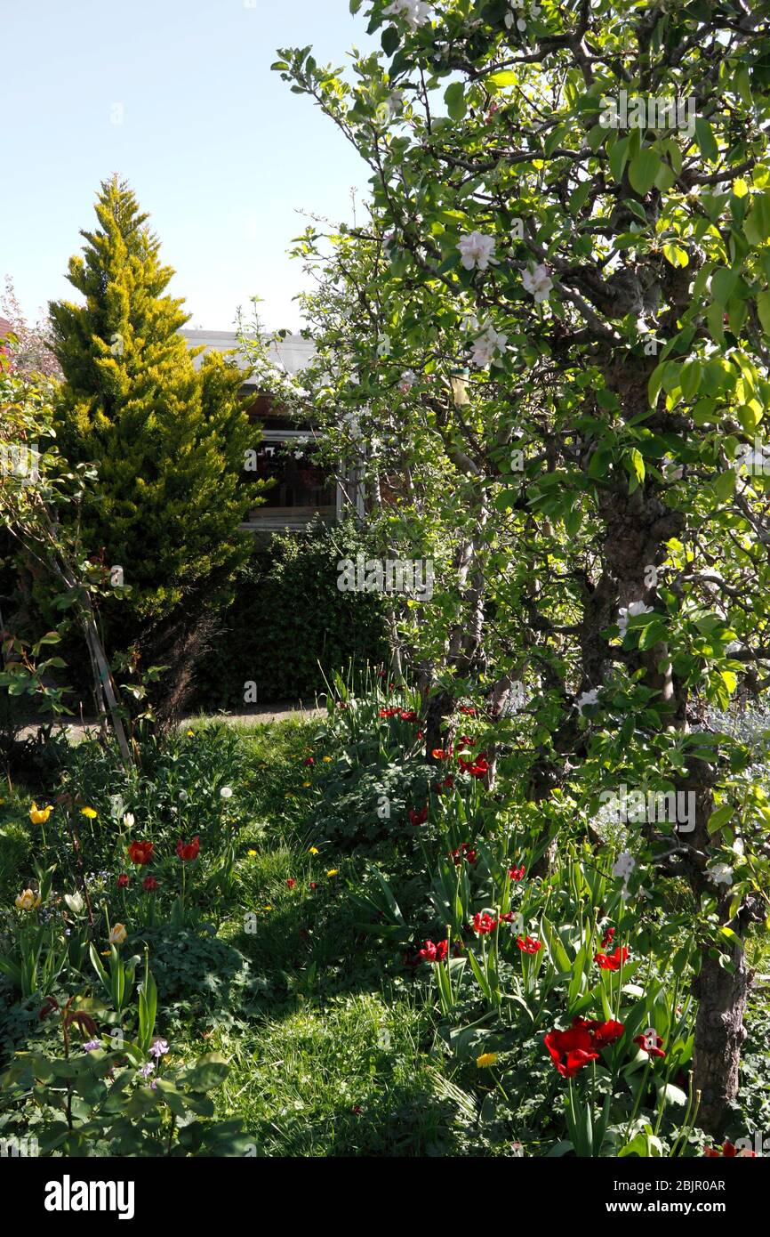 Early spring wildflowers hi-res stock photography and images - Alamy