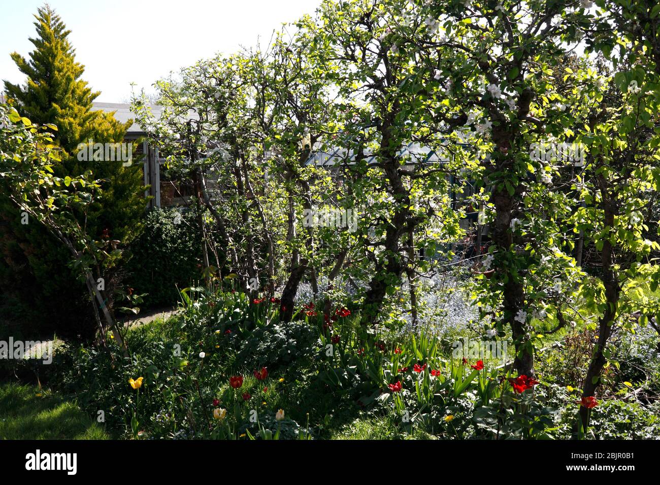 ENGLISH COTTAGE GARDEN EARLY SPRING Stock Photo - Alamy