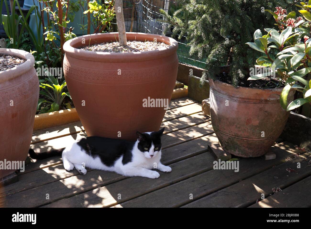 Cat shade hi-res stock photography and images - Alamy