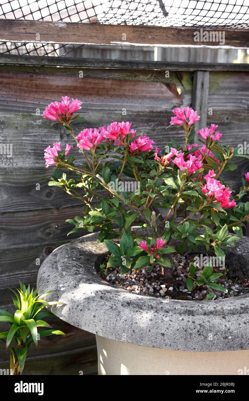 DWARF RHODODENDRON. AZALEA RAZOR BILL IN EARLY SPRING Stock Photo - Alamy