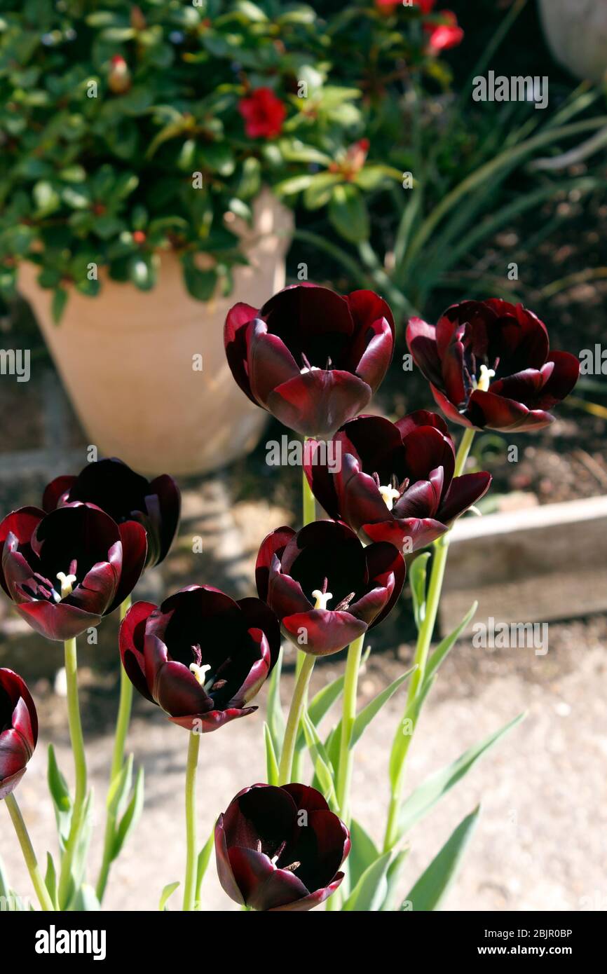 Queen of the night tulips hi-res stock photography and images - Alamy