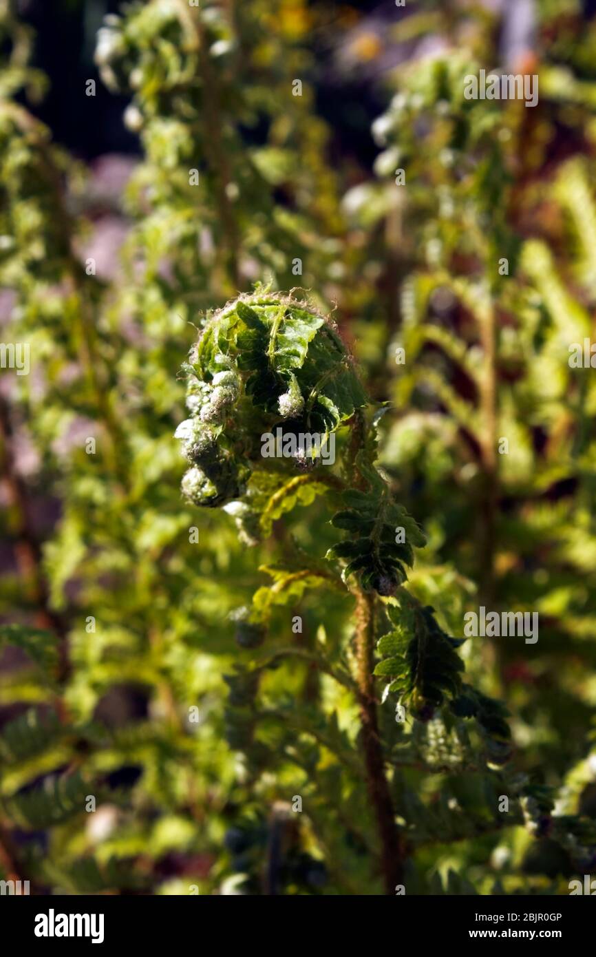 Unfurling gardens hi-res stock photography and images - Alamy