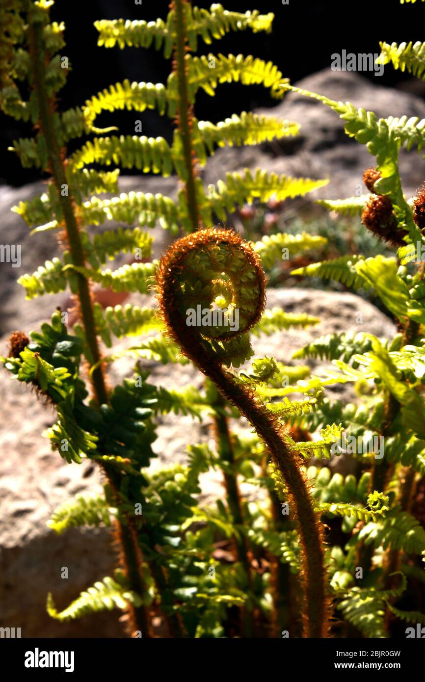 Fern plant new growth hi-res stock photography and images - Alamy