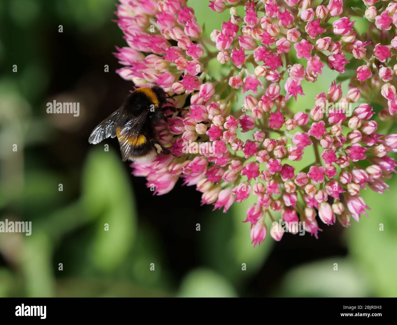 Bumble bee pollen hi-res stock photography and images - Alamy
