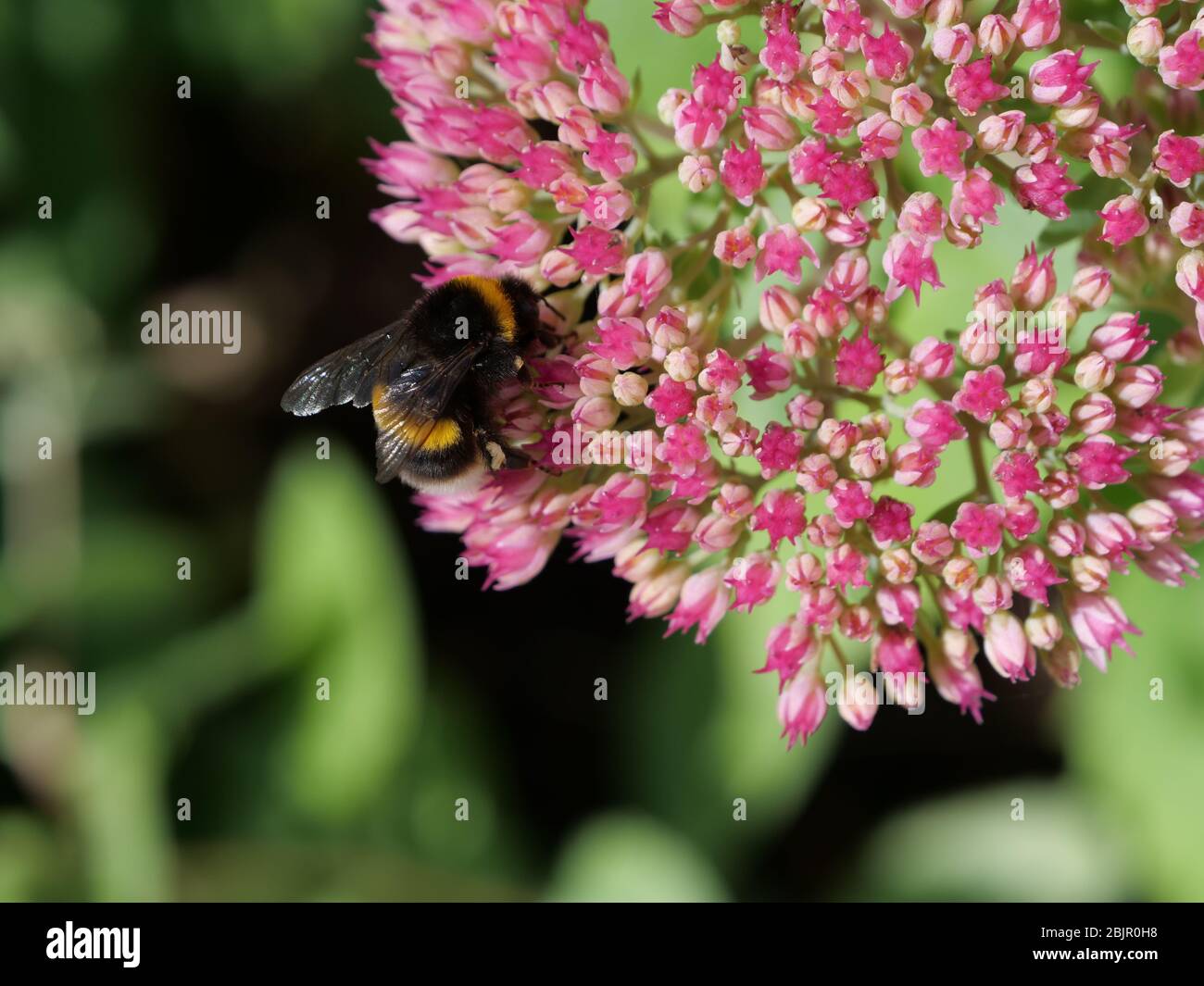 Bumble bee pollen hi-res stock photography and images - Alamy