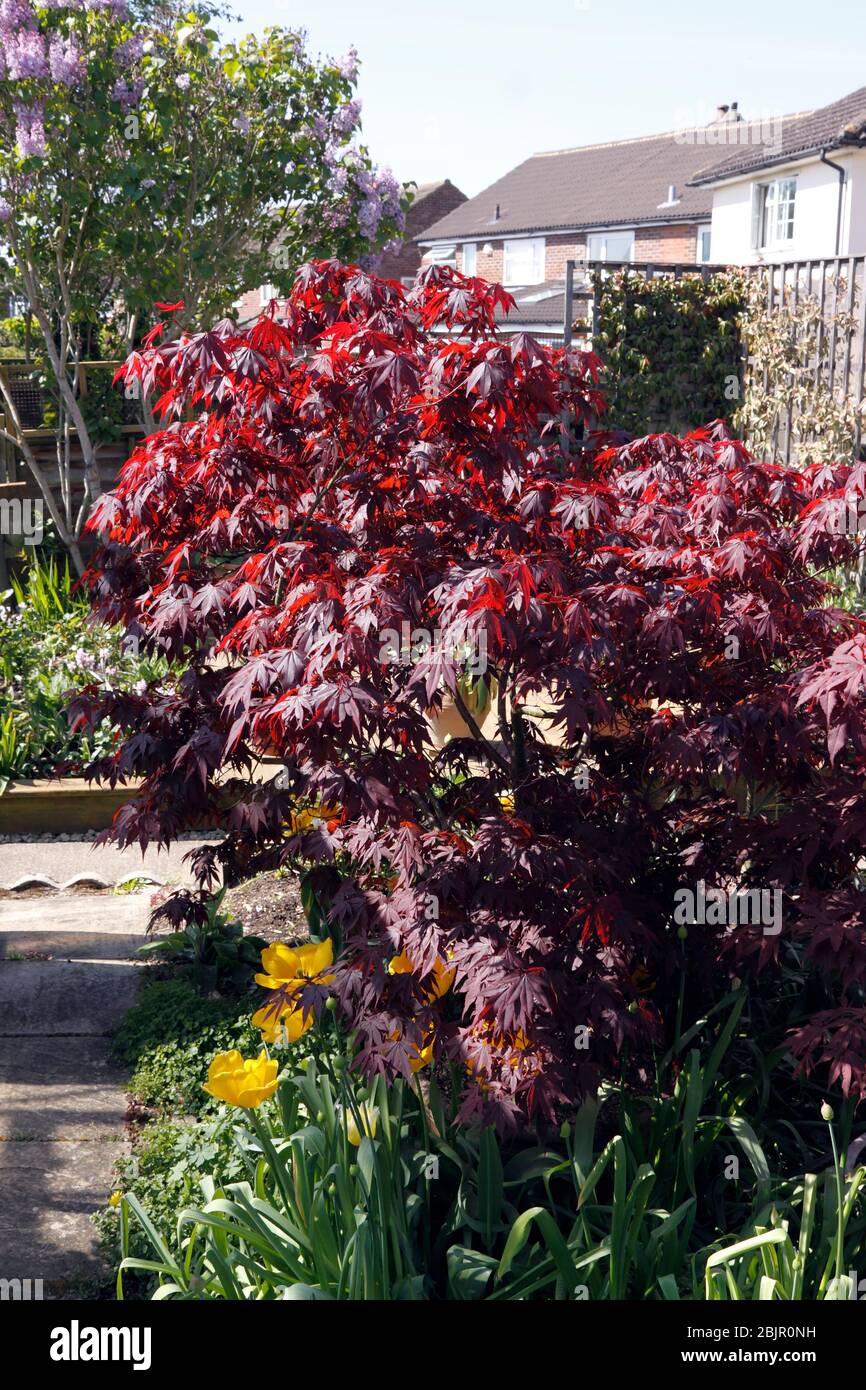 ACER PALMATUM. ATROPURPUREUM Stock Photo - Alamy