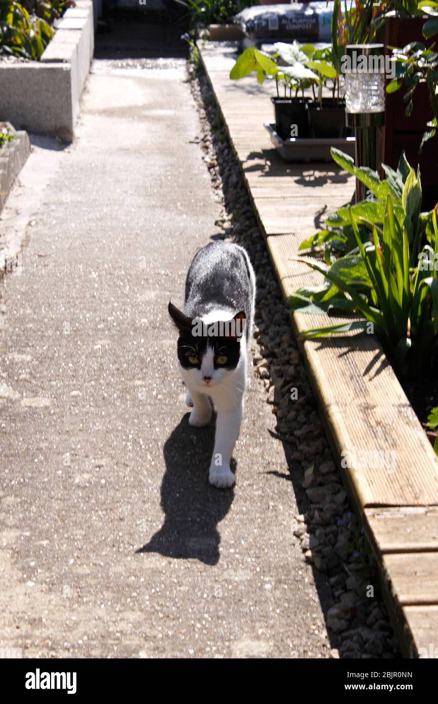 CAT WALKING ON A GARDEN PATH Stock Photo - Alamy