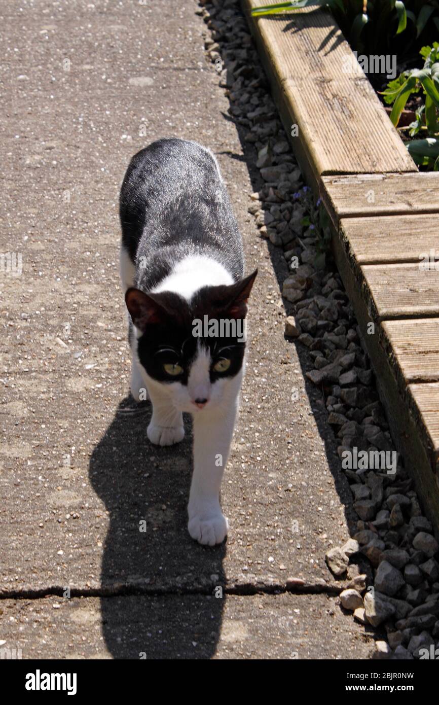 CAT WALKING ON A GARDEN PATH Stock Photo - Alamy