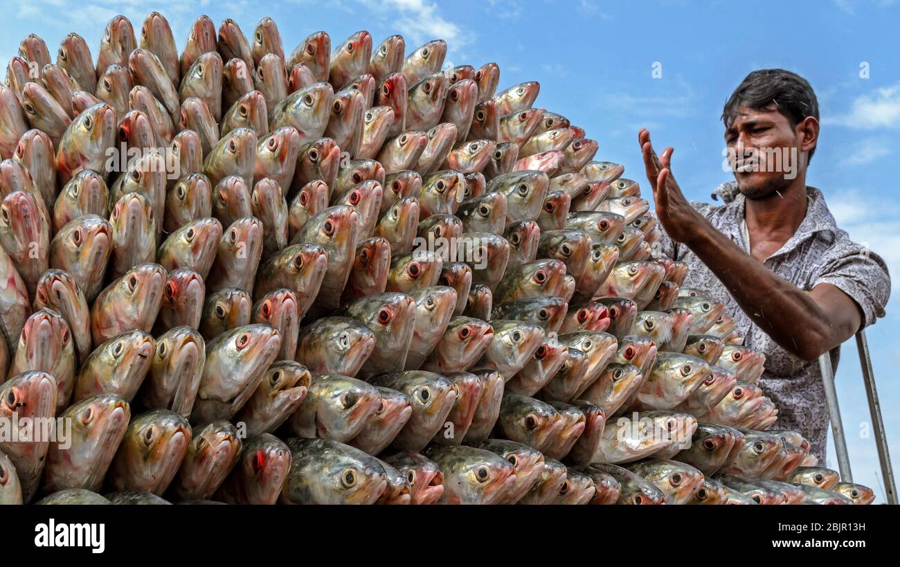 Popular fish in bangladesh hi-res stock photography and images - Alamy