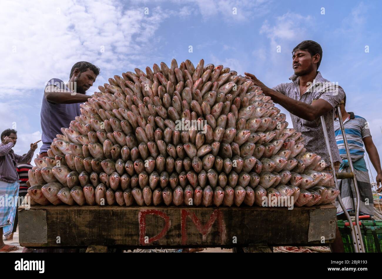 Hilsha - Most delicious fish in the world. It is a very popular and ...
