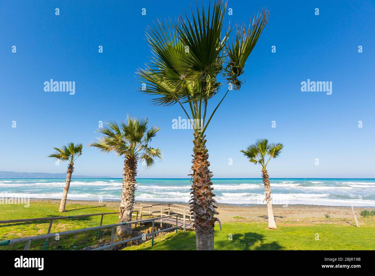 Palm trees at Argaka Beach, Cyprus Stock Photo - Alamy
