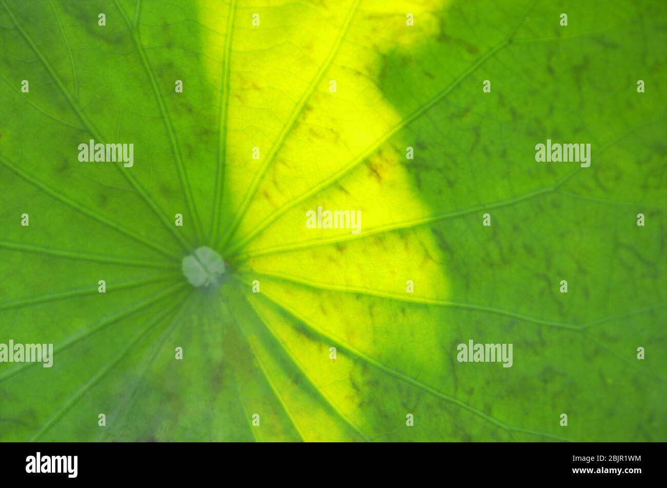 lotus leaf background and texture with morning sunlight Stock Photo - Alamy