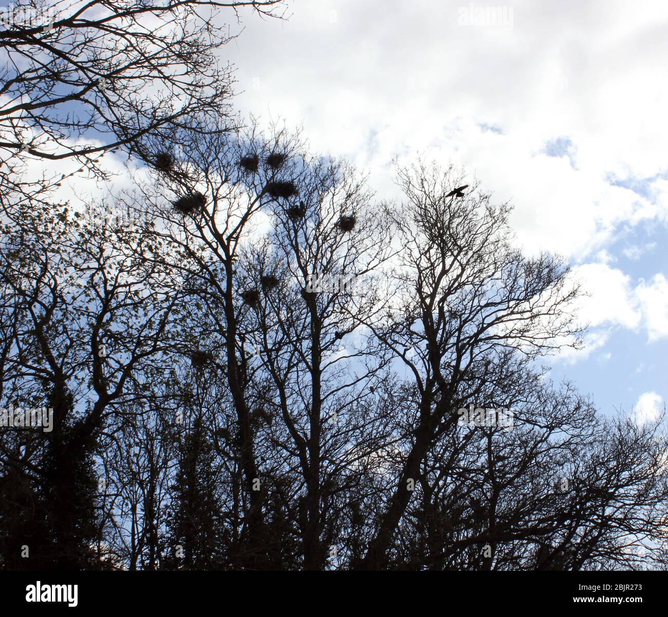 A rookery, a good collection of spring nests high in a clump of trees ...