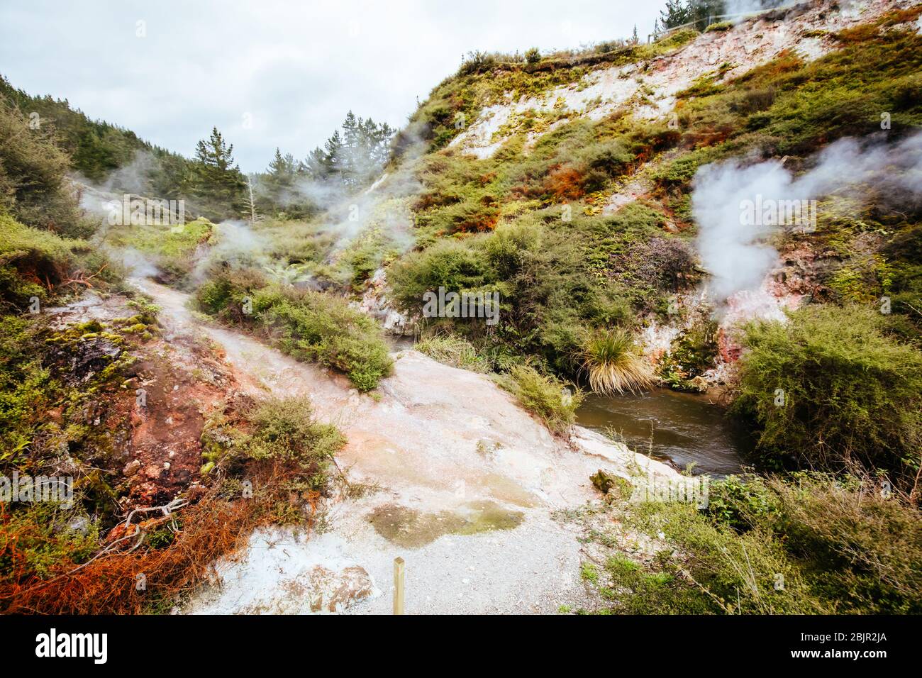 Wairakei Natural Thermal Valley in New Zealand Stock Photo - Alamy