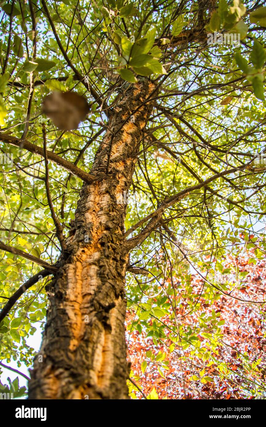 Cork tree greece hi-res stock photography and images - Alamy
