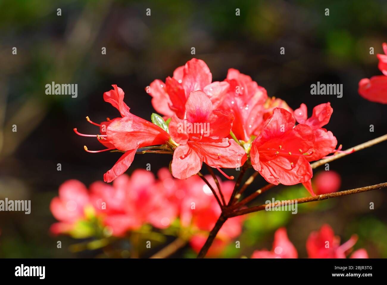 Red azalea flower hi-res stock photography and images - Alamy