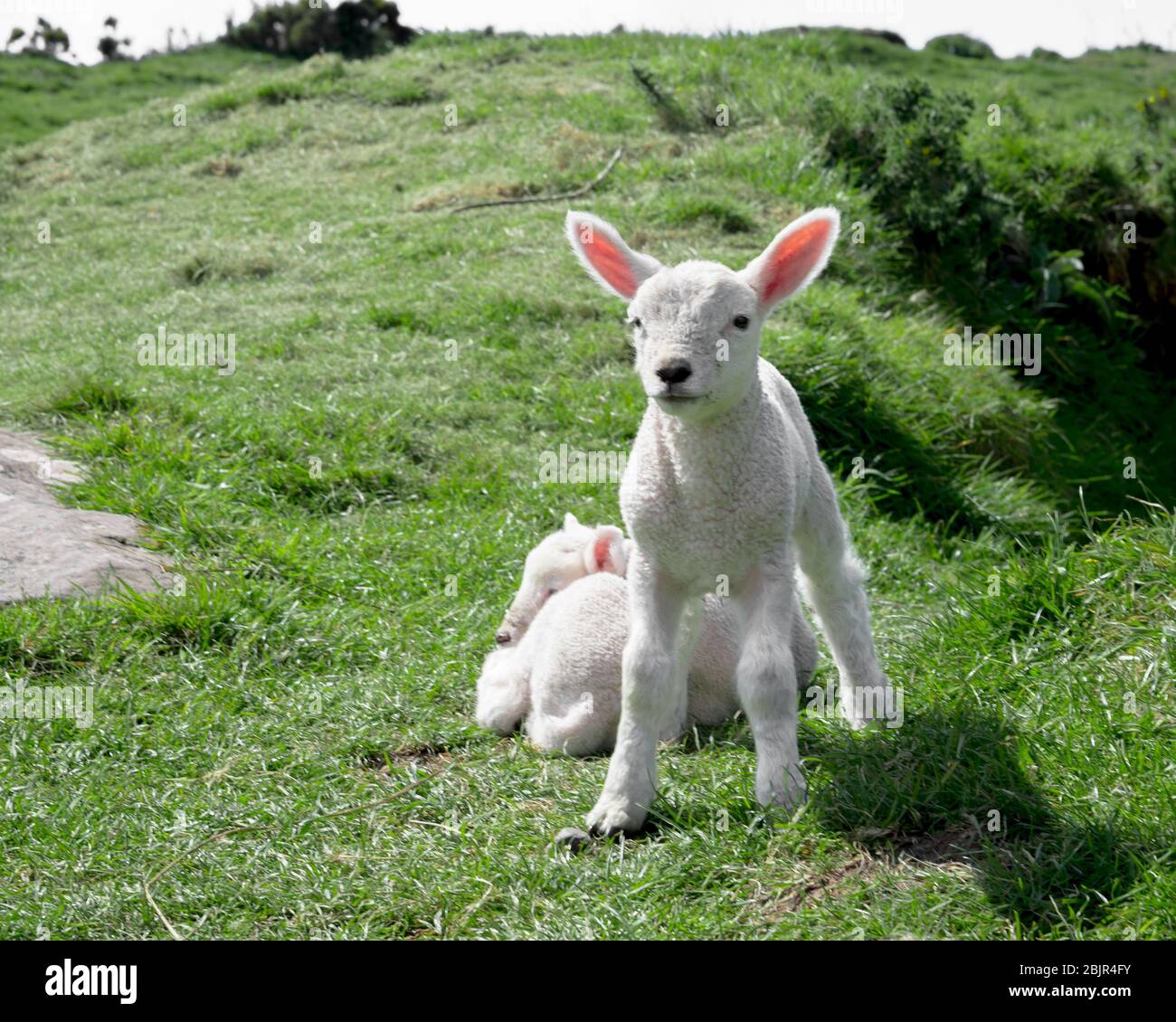 Fluffy lambs eating lush green hi-res stock photography and images - Alamy