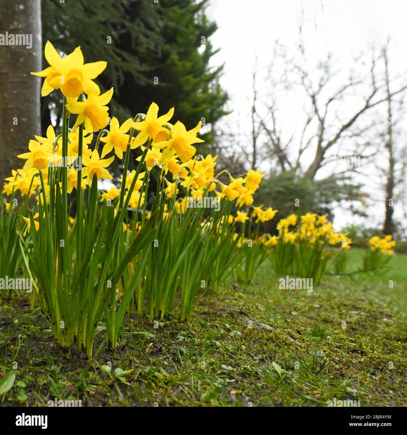 row of wonderful bright yellow daffodils growing in the country side ...