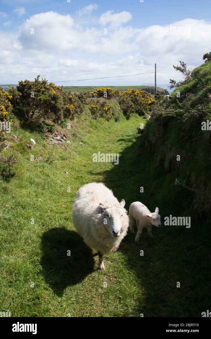 An Irish sheep and her lamb wandering through the ruins of a 13th ...