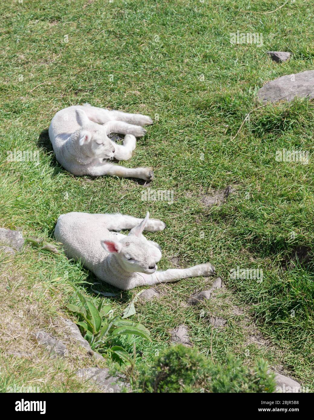 Irish countryside with sheep hi-res stock photography and images - Alamy