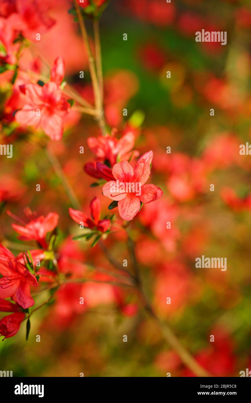 Red azalea flower hi-res stock photography and images - Alamy
