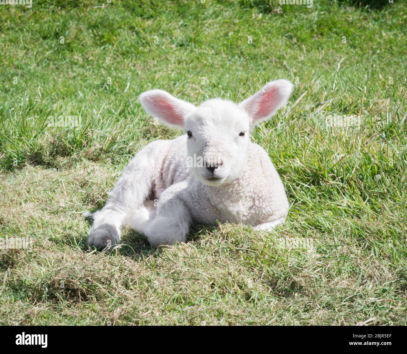 An Irish lamb resting in the lush green countryside of Ventry, County ...