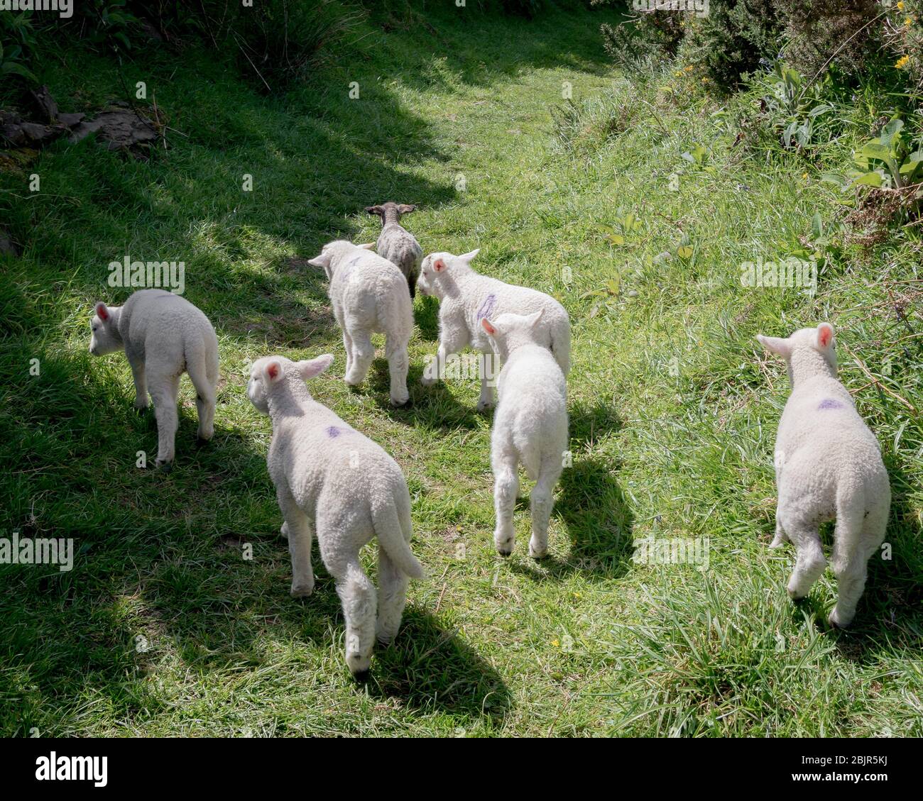 Herd of lambs wandering through the ruins of a 13th century Ring Fort ...