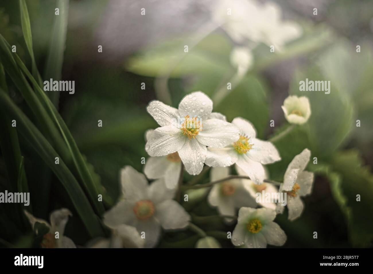 A white anemone Bush with yellow tender stamens grows in the garden in ...