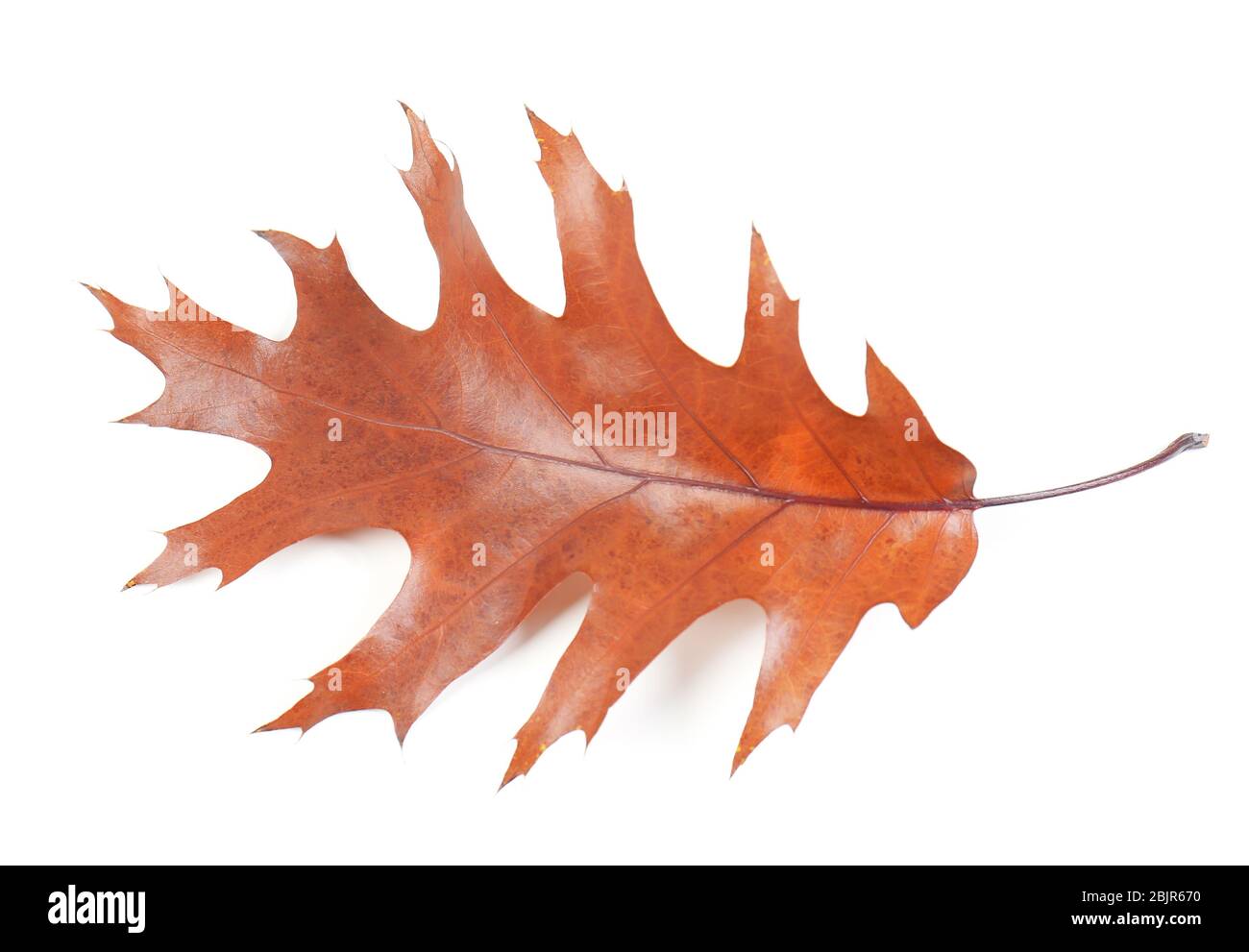 Autumn leaf on white background Stock Photo - Alamy