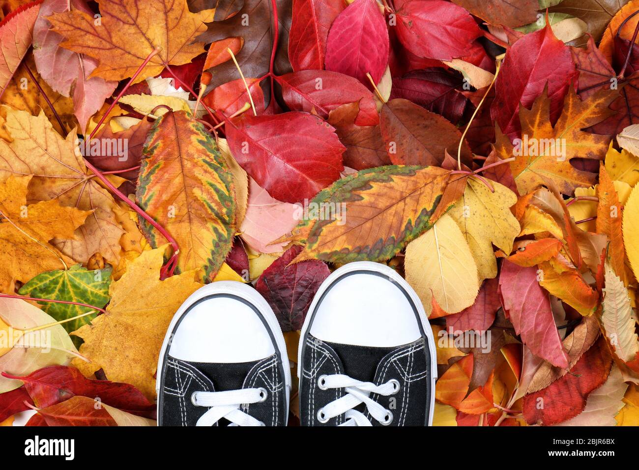 Feet of young woman standing on color autumn leaves Stock Photo - Alamy
