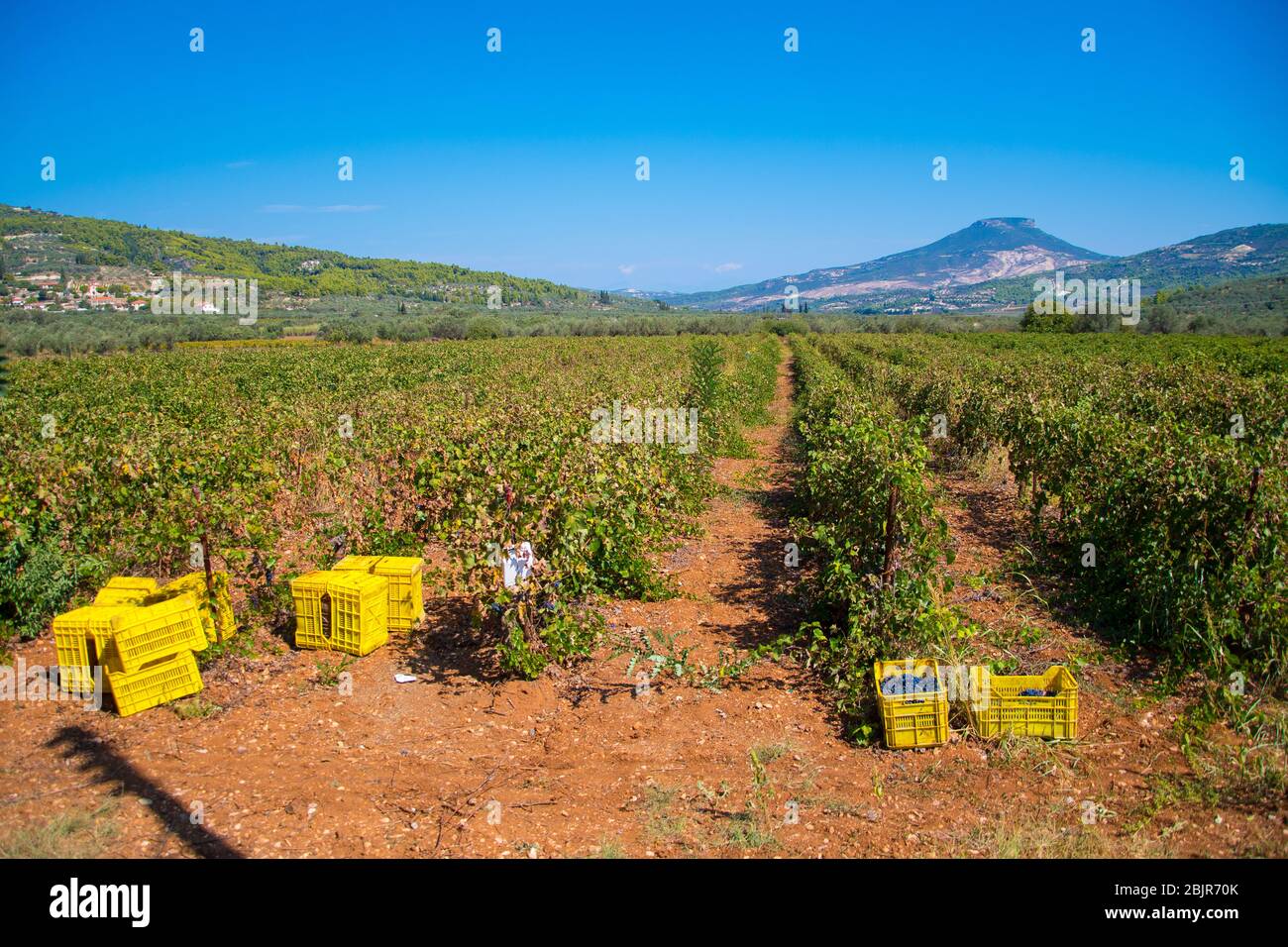 Vineyard landscape in Nemea, Peloponnese, Greece. Vineyard rows and ...
