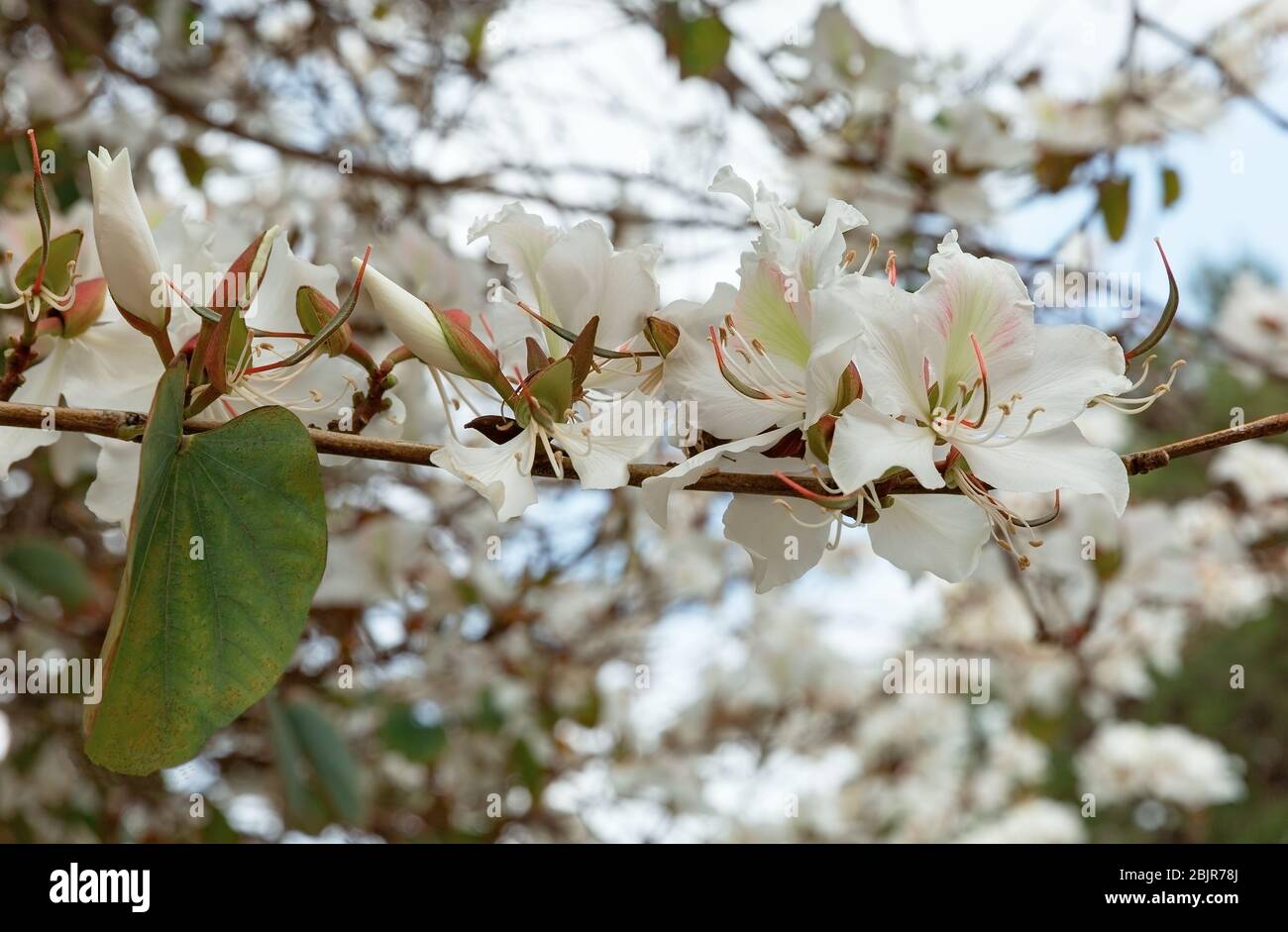 White almond tree flower hi-res stock photography and images - Alamy