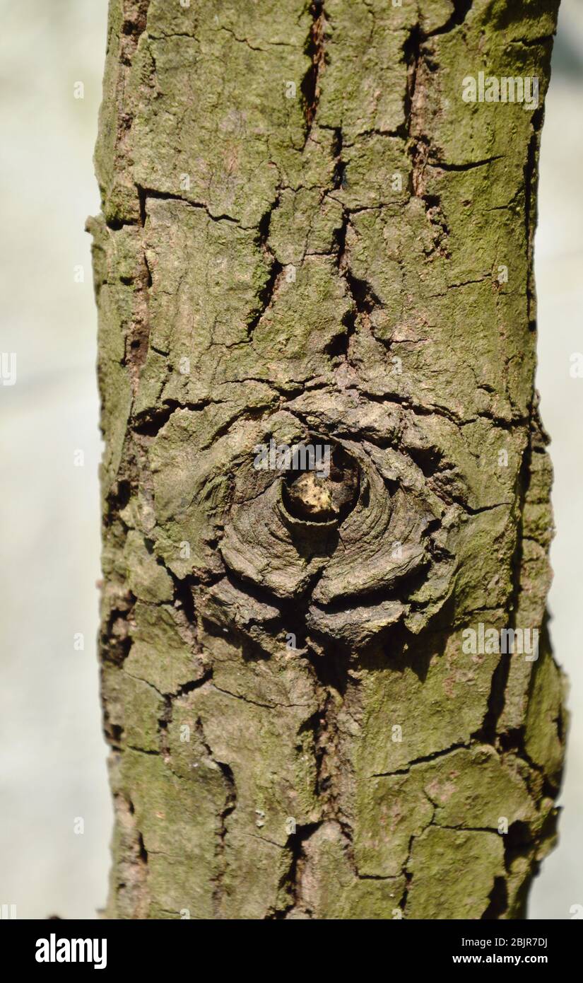 tree gnarl look like eye ball in garden Stock Photo - Alamy