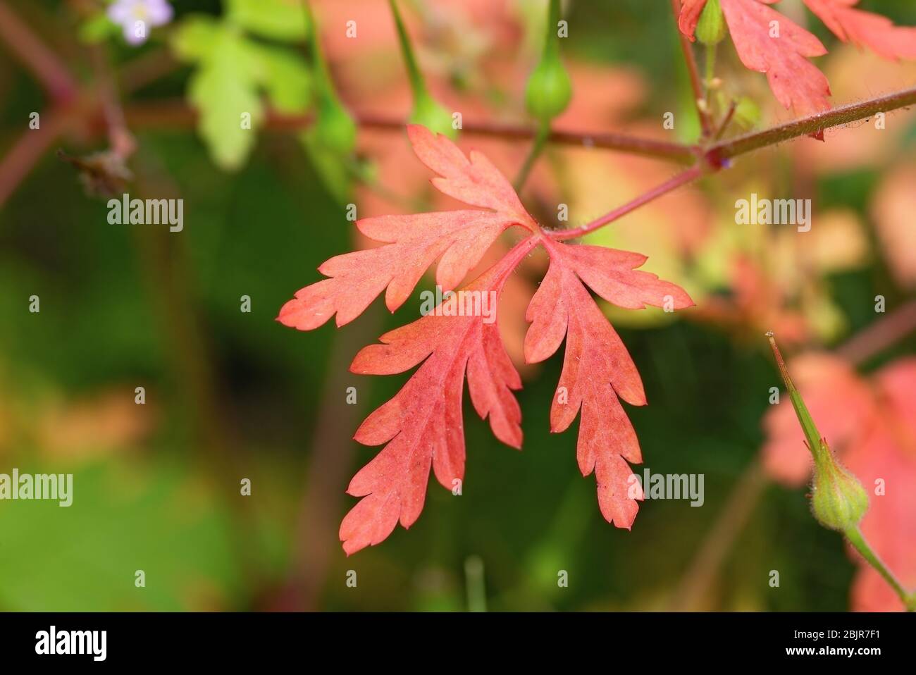 Red oak leaf hi-res stock photography and images - Alamy