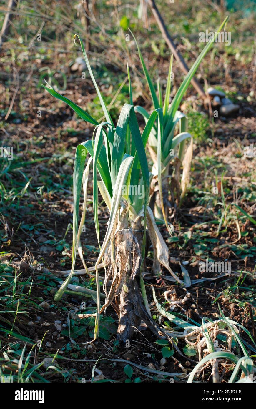 Leek farms hi-res stock photography and images - Alamy