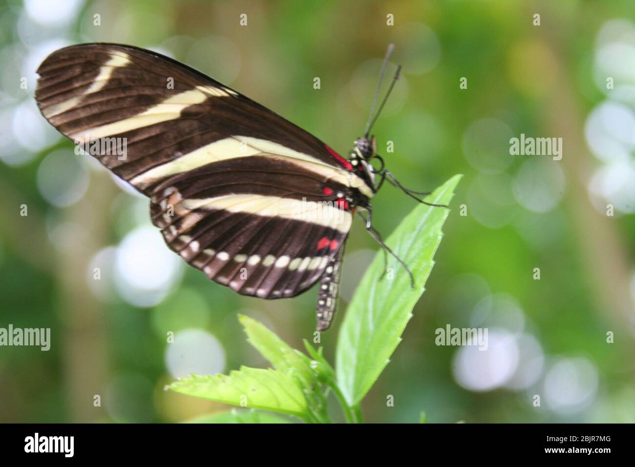 Livinganimal hi-res stock photography and images - Alamy