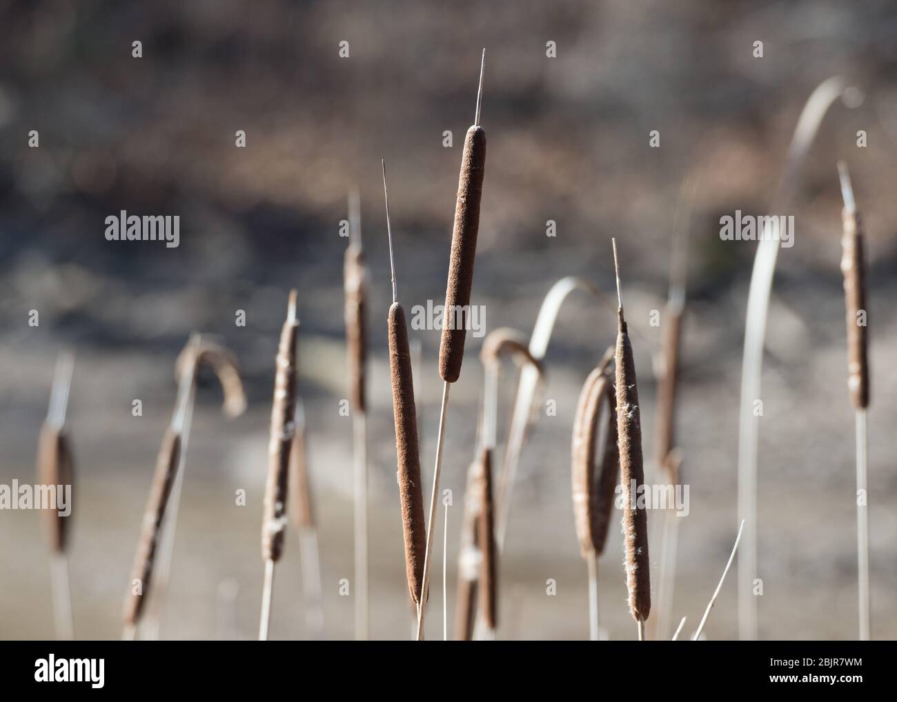 Closeup of cattails in a wetlands marsh on Theodore Roosevelt Island in ...