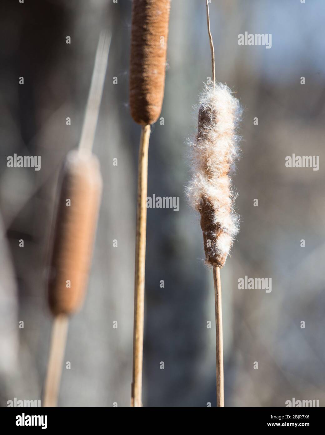 Cat tail reeds in marsh hi-res stock photography and images - Alamy