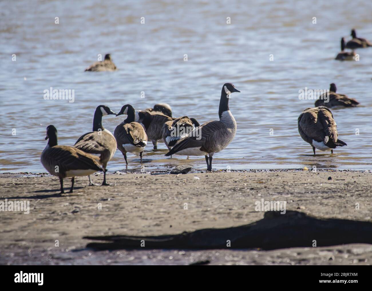 Flock of migrating Canadian geese in George Washington Parkway in ...