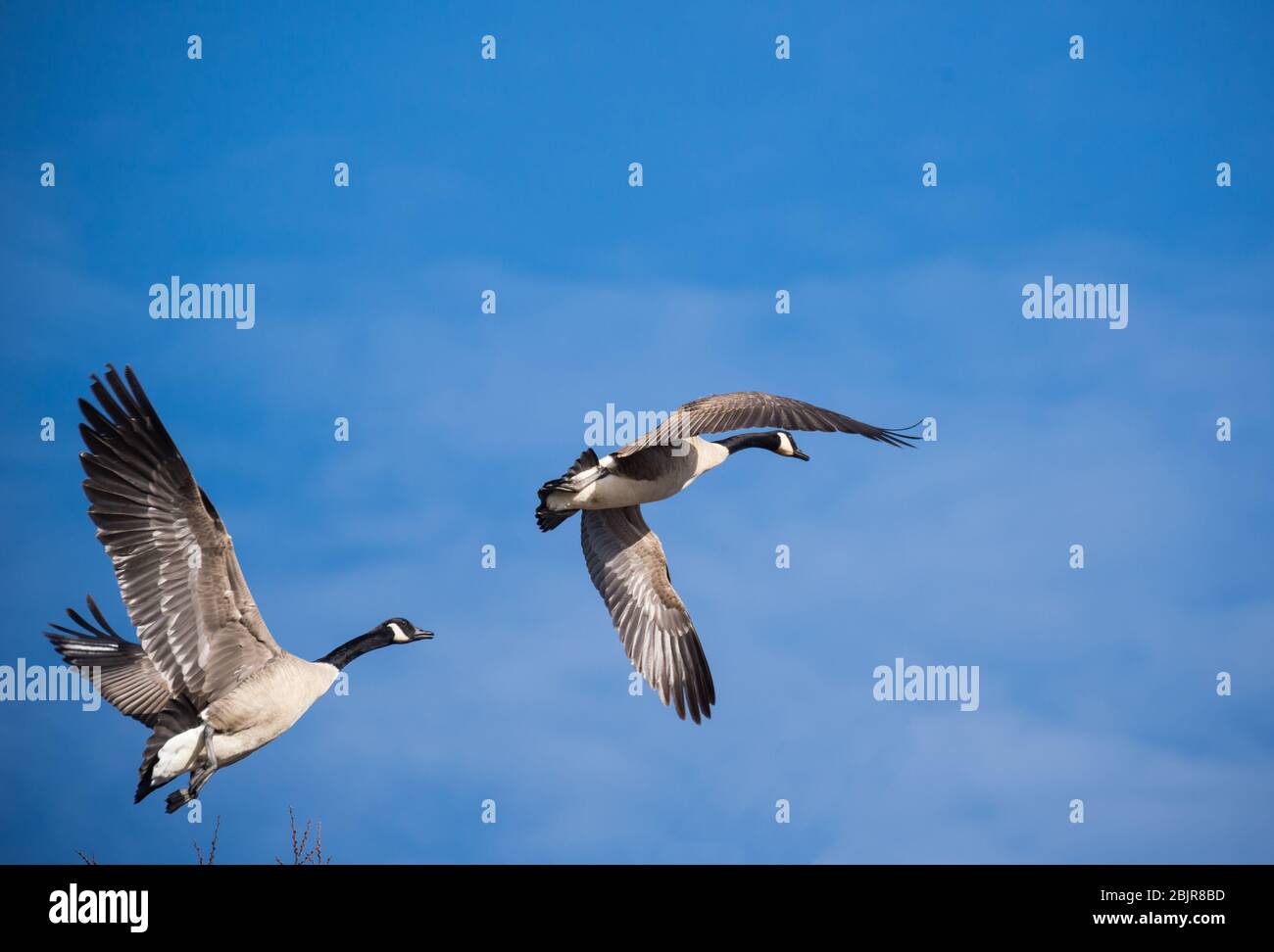 Flight of canadian geese hi-res stock photography and images - Alamy