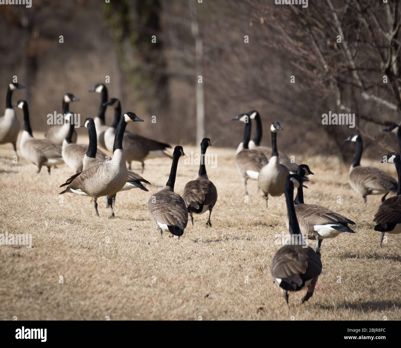 Flock of migrating Canadian geese in George Washington Parkway in ...