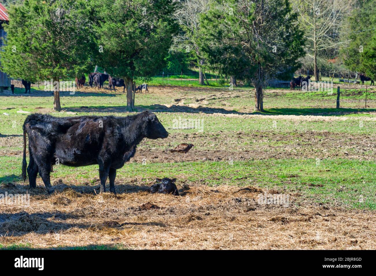 Calf stands hi-res stock photography and images - Alamy