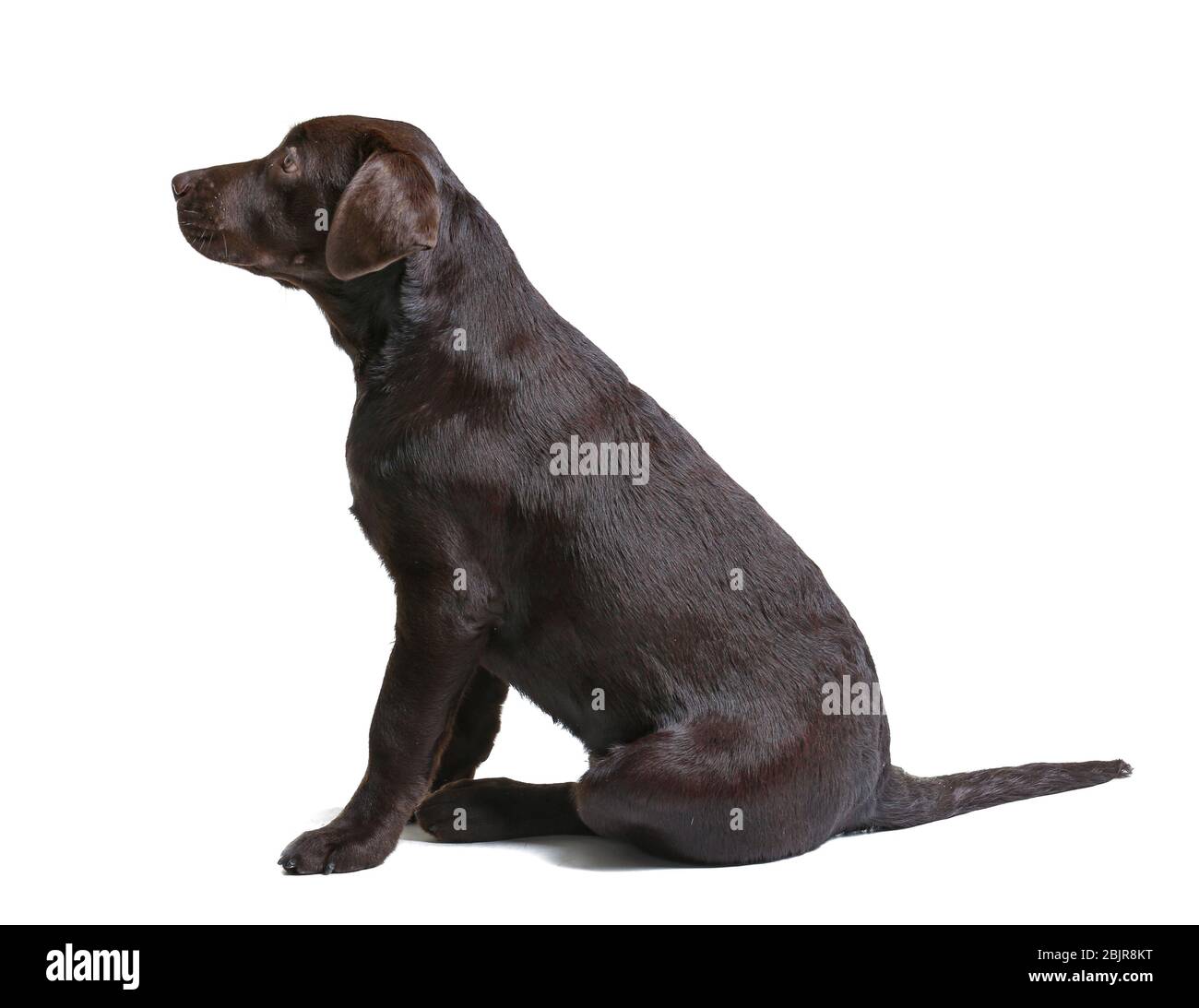 Chocolate labrador retriever on white background Stock Photo - Alamy