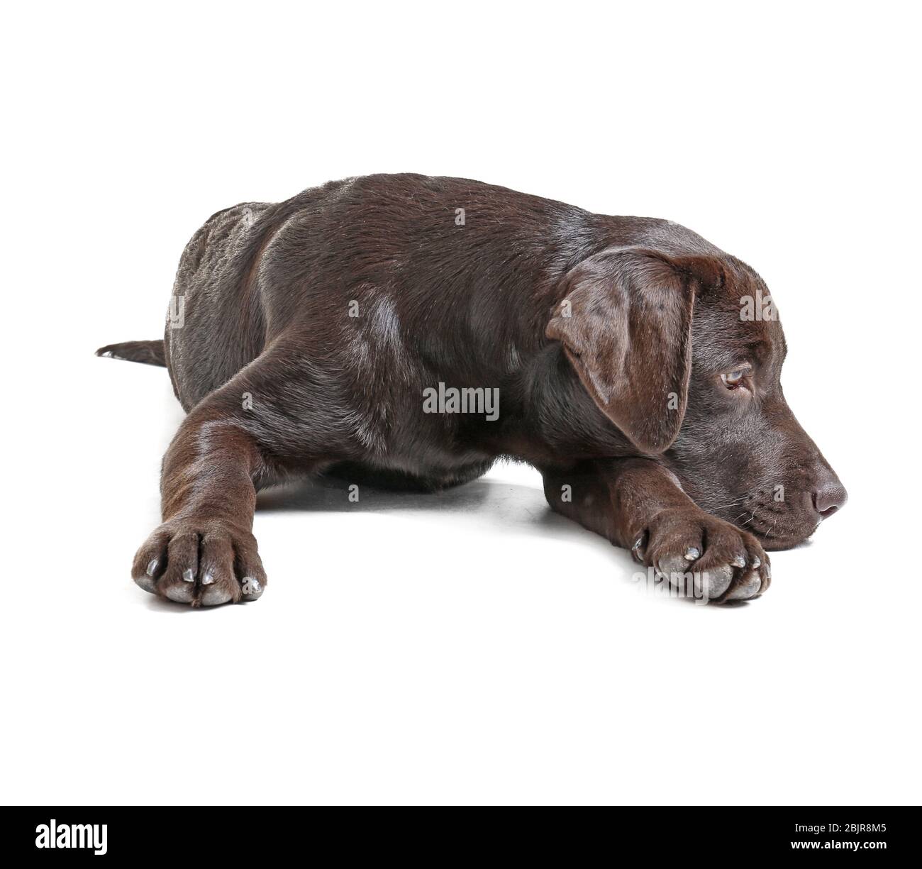 Chocolate labrador retriever on white background Stock Photo - Alamy