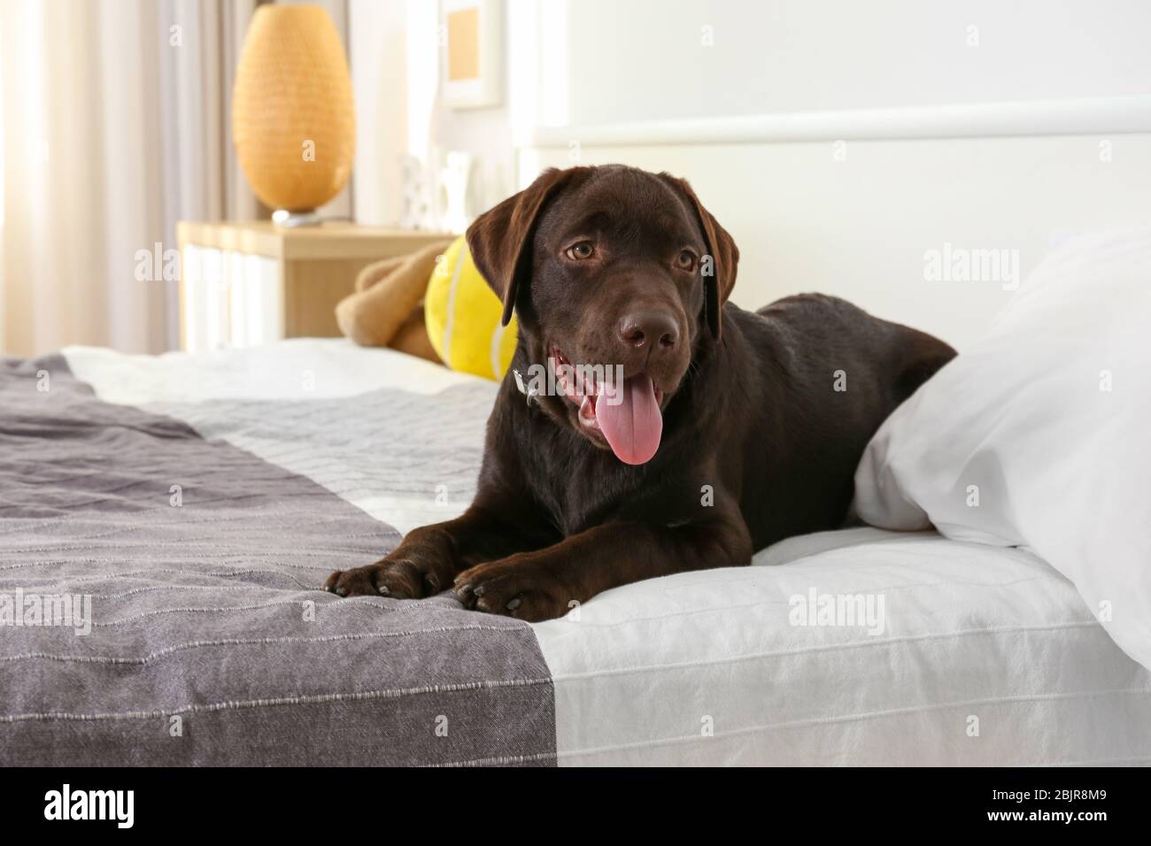 Labrador retriever on bed hi-res stock photography and images - Alamy