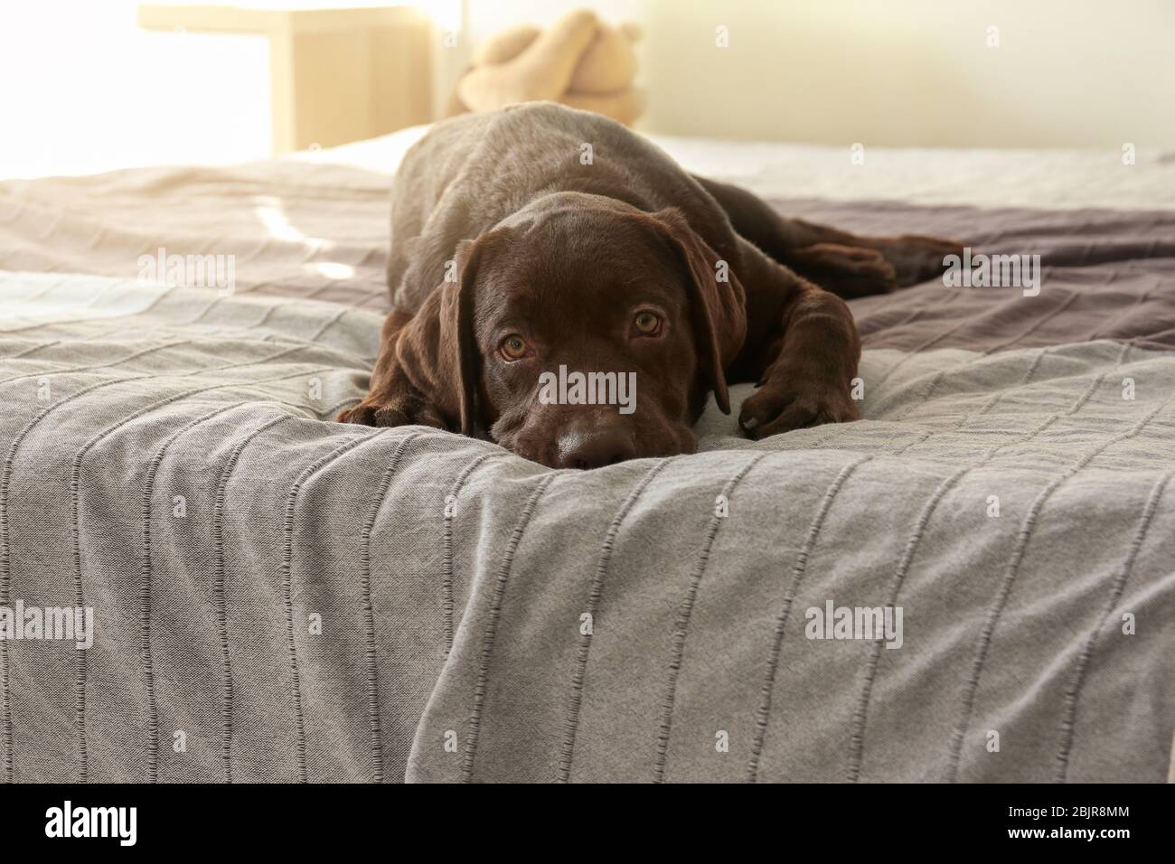 Labrador retriever on bed hi-res stock photography and images - Alamy