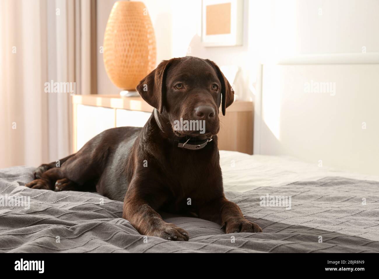 Labrador retriever on bed hi-res stock photography and images - Alamy