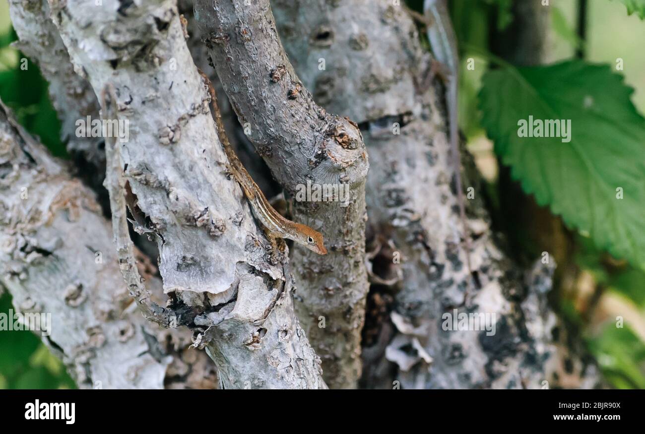 The Jamaican Gray anole or Stripefoot anole (Anolis lineatopus ...